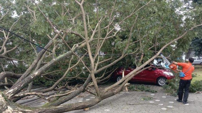 Patut Dicontoh, Kendaraan Tertimpa Pohon Tumbang di Malang Dapat Ganti ...