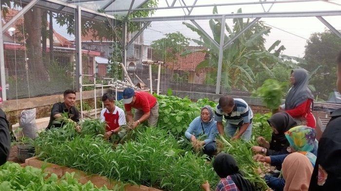 Mbak Ita Dorong Pemanfaatan Lahan Tidur untuk Urban Farming, Banyak Sayuran Tumbuh Subur ...