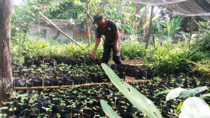 Kembalikan Hutan Rakyat, PT BPI Rangkul Kelompok Tani di Lokasi PLTU - Tribunjateng.com