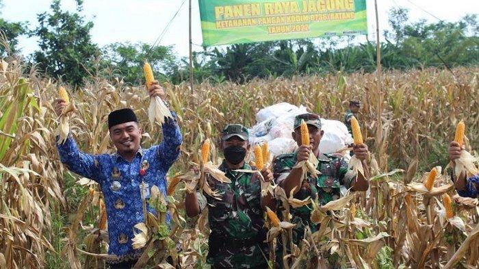 Sukseskan Program Ketahanan Pangan, Kodim 0736/Batang Bagikan Hasil Panen Jagung Kering 2,4 Ton ...