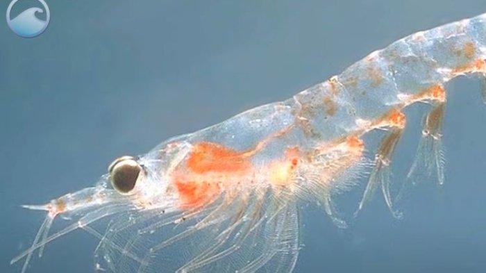 Kotoran Hewan Mungil Antartika Ini Simpan Rahasia Senilai Rp711 Triliun ...