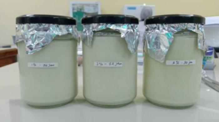Mahasiswa UNSOED Memanfaatkan Umbi Gembolo menjadi Yoghurt Sinbiotik ...