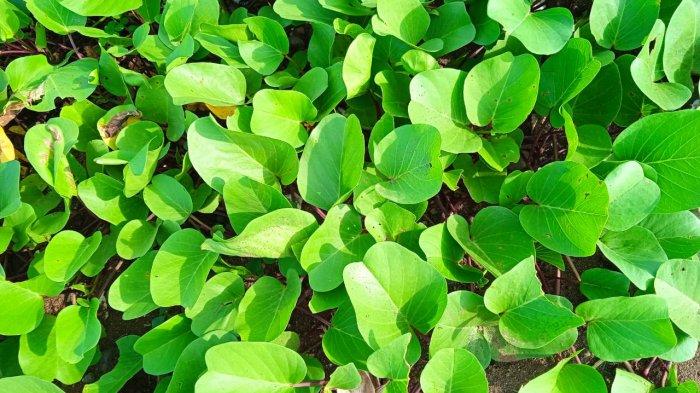 Manfaat Tumbuhan Katang-Katang untuk Obati Peradangan hingga Penyakit ...