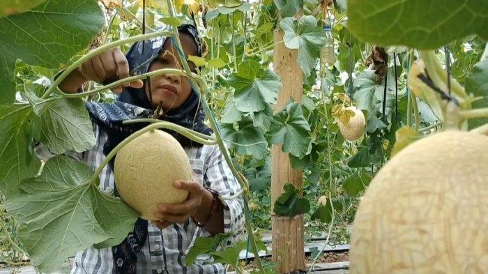Kenalan Dengan Melon Sweetnet Asal Negeri Gajah Putih di Kudus ...