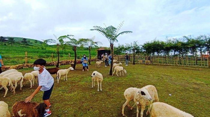 Menggala Ranch Wisata Edukasi di Banyumas, Pengunjung Berasa ...