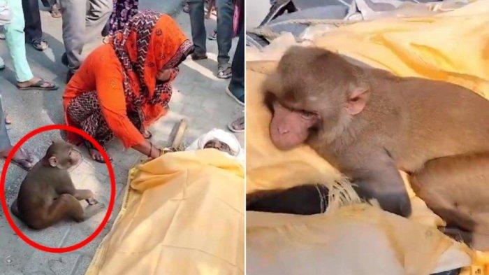 Viral Monyet Bersedih Bak Manusia Saat Tahu Majikannya Meninggal, Hingga Rela Berjalan 40 Km ...