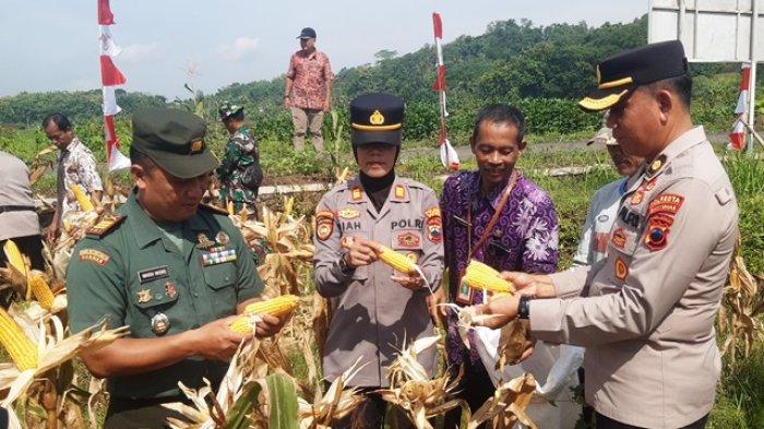 Polresta Banyumas Panen Raya 15 Hektar Jagung Dalam Rangka Ketahanan Pangan - Tribunjateng.com