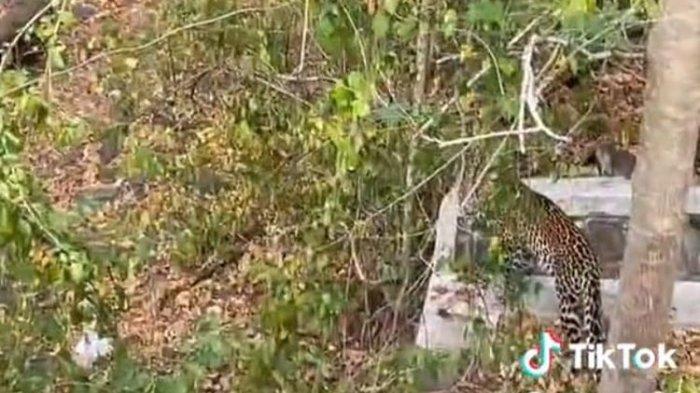 "Kami Rahasiakan" Viral di TikTok Penampakan Macan Tutul di Taman ...