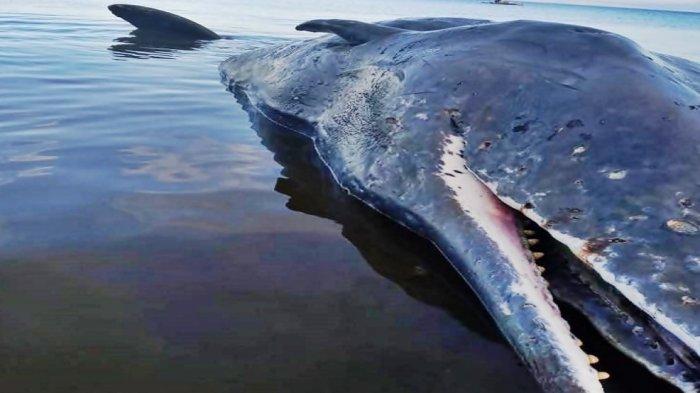 Warga Alor NTT Makan Daging Paus yang Terdampar, Harusnya Dikubur ...
