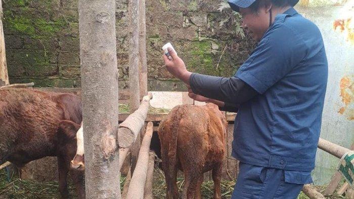 Dinpertan Purbalingga Pastikan Hewan Kurban Aman dari Cacing Hati Jelang Idul Adha 1446 H ...