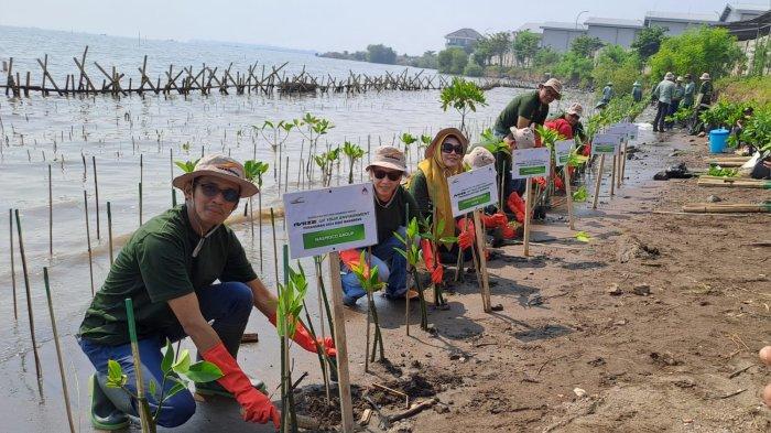 Dukung Pelestarian Ekosistem, Komunitas Raize dan Nasmoco Tanam 2.024 Bibit Mangrove ...