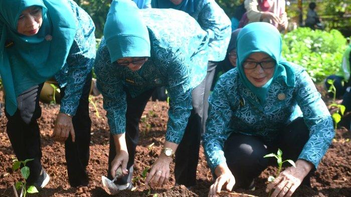 Gerakan Tanam Cabai Serentak, Upaya PKK Batang Tekan Laju Inflasi - Tribunjateng.com