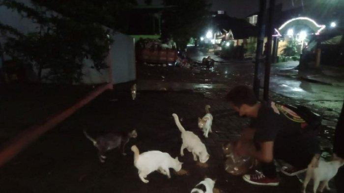 Tetap Lakukan Street Feeding saat Lebaran, Tono: Biar Kucing Semarang Gak Kelaparan ...