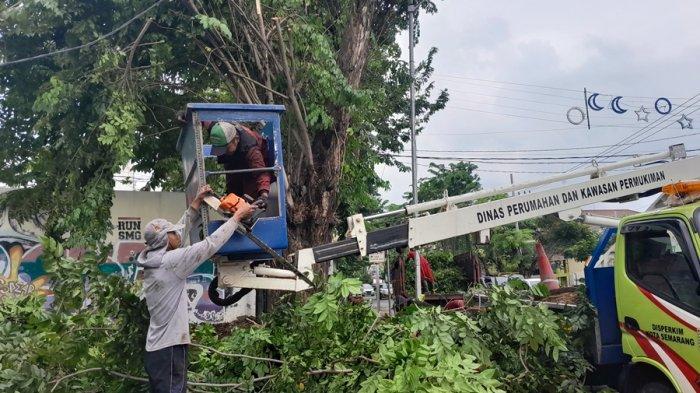 Disperkim Tambah Tim Perempelan Pohon, Buntut Banyaknya Pohon Tumbang ...