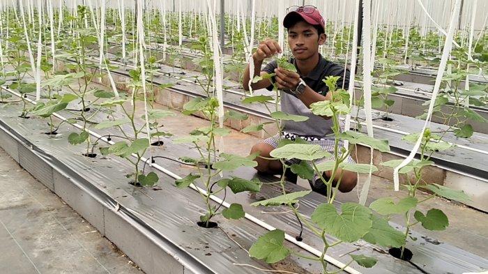 Cara dan Langkah-langkah Daftar Petani Milenial 2024 Gaji Rp 10 Juta Per Bulan - Halaman 1 ...