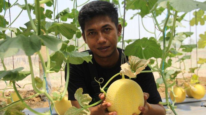 Sosok Awang Budi Setiawan, Petani Milenial Yang Budi Daya Melon Premium ...