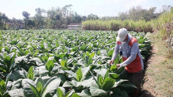 Kabar Gembira! Bantuan DBHCHT untuk Buruh Pabrik Rokok dan Buruh Tani Tembakau di Pati Segera ...