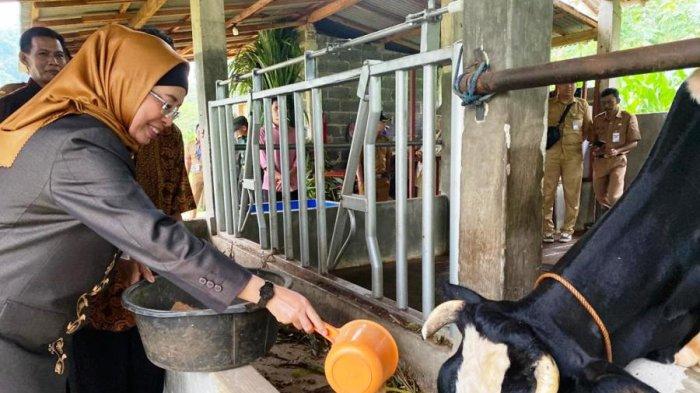 Desa Pacet dan Semampir Batang Jadi Andalan Produksi Susu Sapi, 2 Hari ...