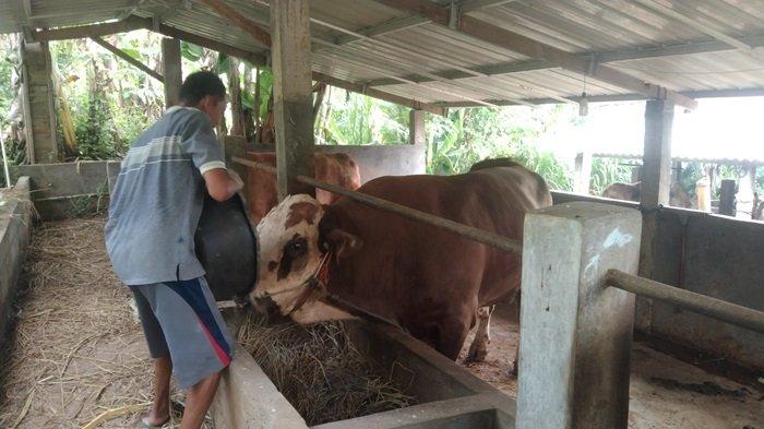 Video Penampakan Sapi Jumbo 1,1 Ton Milik Sodikun Warga Semarang ...