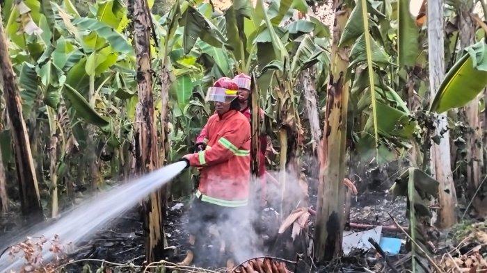 Gegara Bakar Sampah Sembarangan, Areal Perkebunan di Gunungsimping Cilacap Terbakar ...