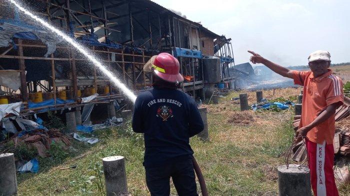 Kandang Ayam Bonang Demak Hangus Terbakar, Pemilik Mengalami Kerugian Miliaran Rupiah ...