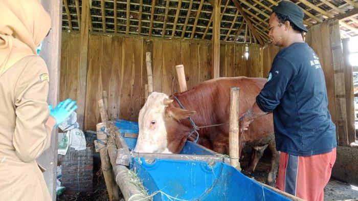 Awal Mula Lima Sapi Terpapar PMK di Solo - Tribunjateng.com