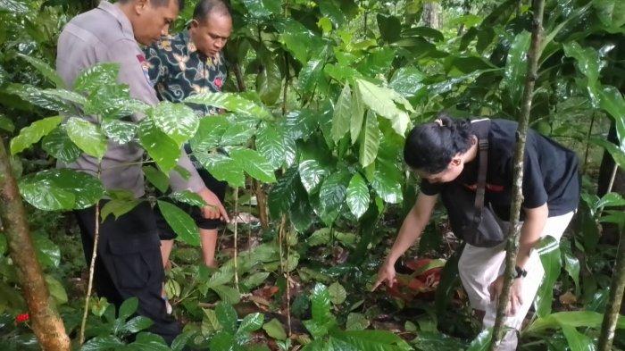 Kronologi Penderes Nira Tewas Terjatuh Dari Atas Pohon Kelapa Setinggi ...
