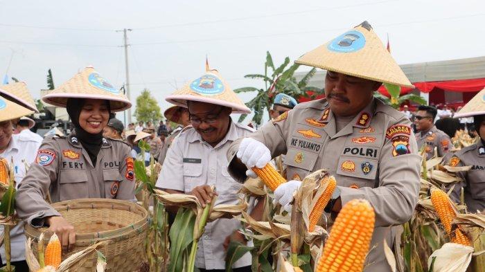 Dukung Swasembada Pangan Nasional, Polres Grobogan Panen Jagung di Lahan 274 Hektare ...