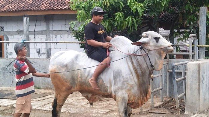 Sapi Jumbo 800 Kilogram Milik Pardi Ninet di Cilacap Dibanderol Harga ...