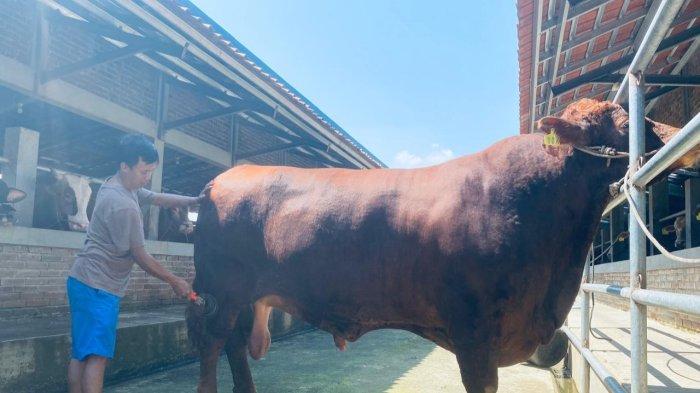 Ini Penampakan Sapi Prabowo Bernama Genzo Seberat 1,25 Ton untuk Kurban di Masjid Al Fath Tegal ...