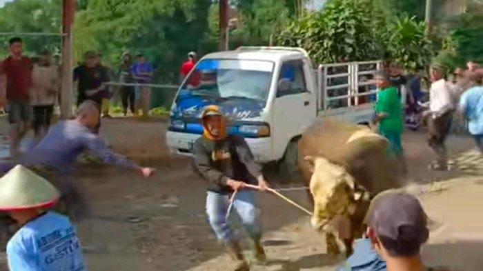 Kurban Core, Rekaman Sapi Ngamuk Seret Seorang Pria dan Kejar Dua Bocil ...