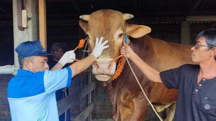 Presiden Jokowi pada Idul Adha 2024 Ini Akan Berkurban 68 Sapi, Berikut Rinciannya ...