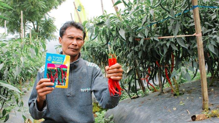 Tips Sukses Bertani Cabai Ditengah Harga Yang Fluktuatif - Tribunjateng.com