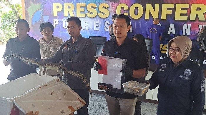 Polresta Banyumas Mengungkap Kasus Perdagangan Satwa Dilindungi Secara Online - Tribunjateng.com