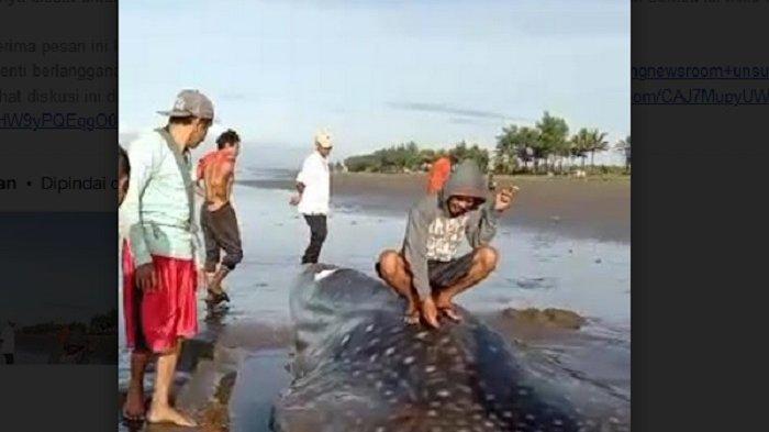 Geger! Seekor Hiu Kisaran 6 Meter Terdampar Di Pantai Banjarsari Cilacap - Tribunjateng.com