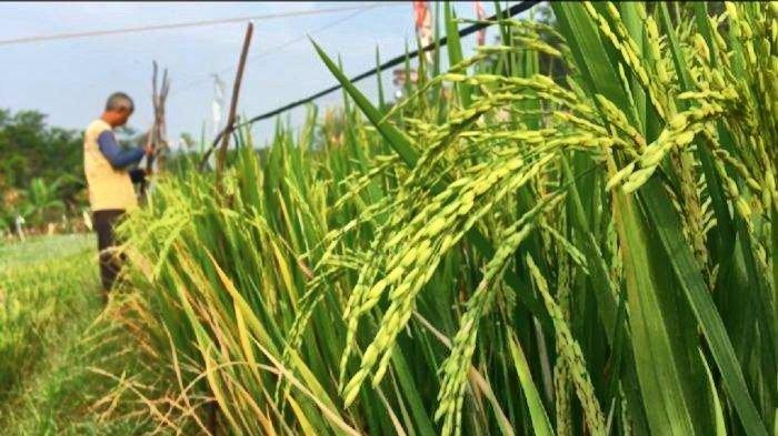 Hasil Survei Tiga Lembaga Soal Elektabilitas Gubernur Jateng, Ini Peringkat Hendi hingga ...