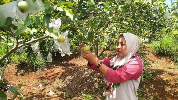 Video Memupuk Semangat Petani Lokal Kebun Buah Agro Cepoko untuk ...