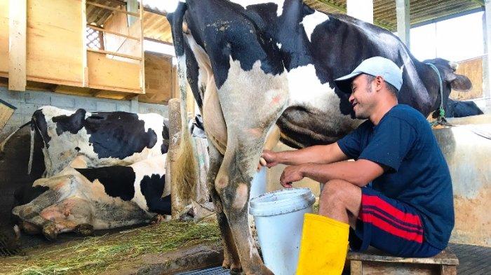 Video Proses Pengambilan Susu Sapi Segar di Gunungpati Semarang - Tribunjateng.com