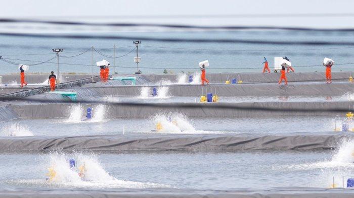 Resmikan Tambak Budidaya Udang Modern di Kebumen, Jokowi: Jadi Contoh ...