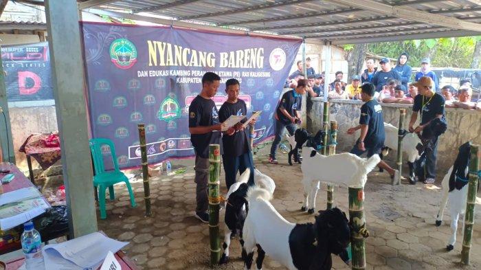 Perdana! 300 Kambing Etawa Ikut Kontes 'Nyancang Bareng' di Blora ...