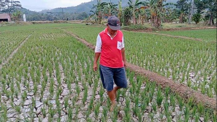 Terancam Gagal Panen, Petani Ajibarang Banyumas Sebut Susah Air Bikin Tanaman Padi Makin Layu ...