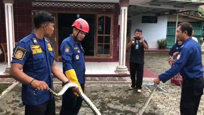 Ular Sanca Sepanjang 3 Meter Dievakuasi Tim Damkar Usai Makan Ternak ...