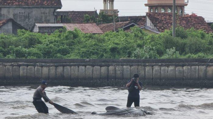 Kisah Nelayan Jepara Tak Sengaja Menangkap Monster Laut Hiu Paus, Kini ...
