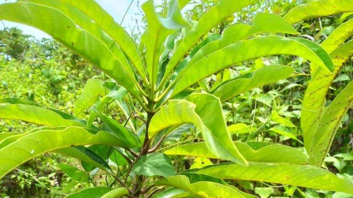 Rengas, Bahan Furnitur Bermanfaat Sembuhkan Demam dan Sifilis ...