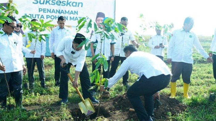 Hijaukan Negeri! UIN Saizu Purwokerto Tanam Pohon Matoa Dukung Gerakan 1 Juta Pohon Matoa ...