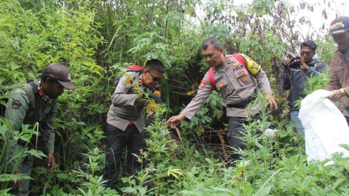 Ladang Ganja di Taman Nasional Bromo Terekam Drone Milik Wisatawan ...