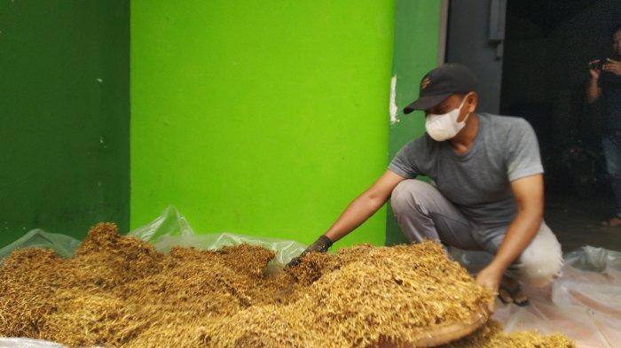 Rokok Daun Talas Mulai Diproduksi di Kudus, Harganya Cuma Rp 5 Ribu ...