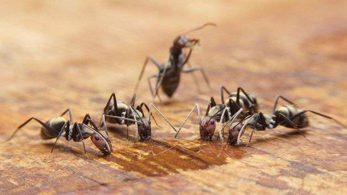 Dongeng Anak Sebelum Tidur Fabel Raja dan Semut Cerita Rakyat Mesir ...