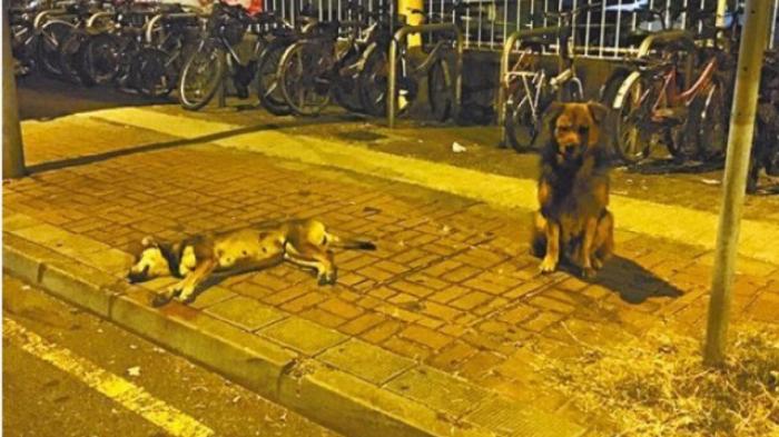 Kisah Anjing Setia, Berkorban Nyawa hingga Tangisi Kematian Majika ...