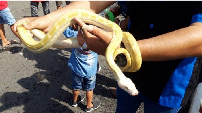 Inilah Bacan Emeraldo Ular Piton Albino yang Jadi Primadona Pecinta ...